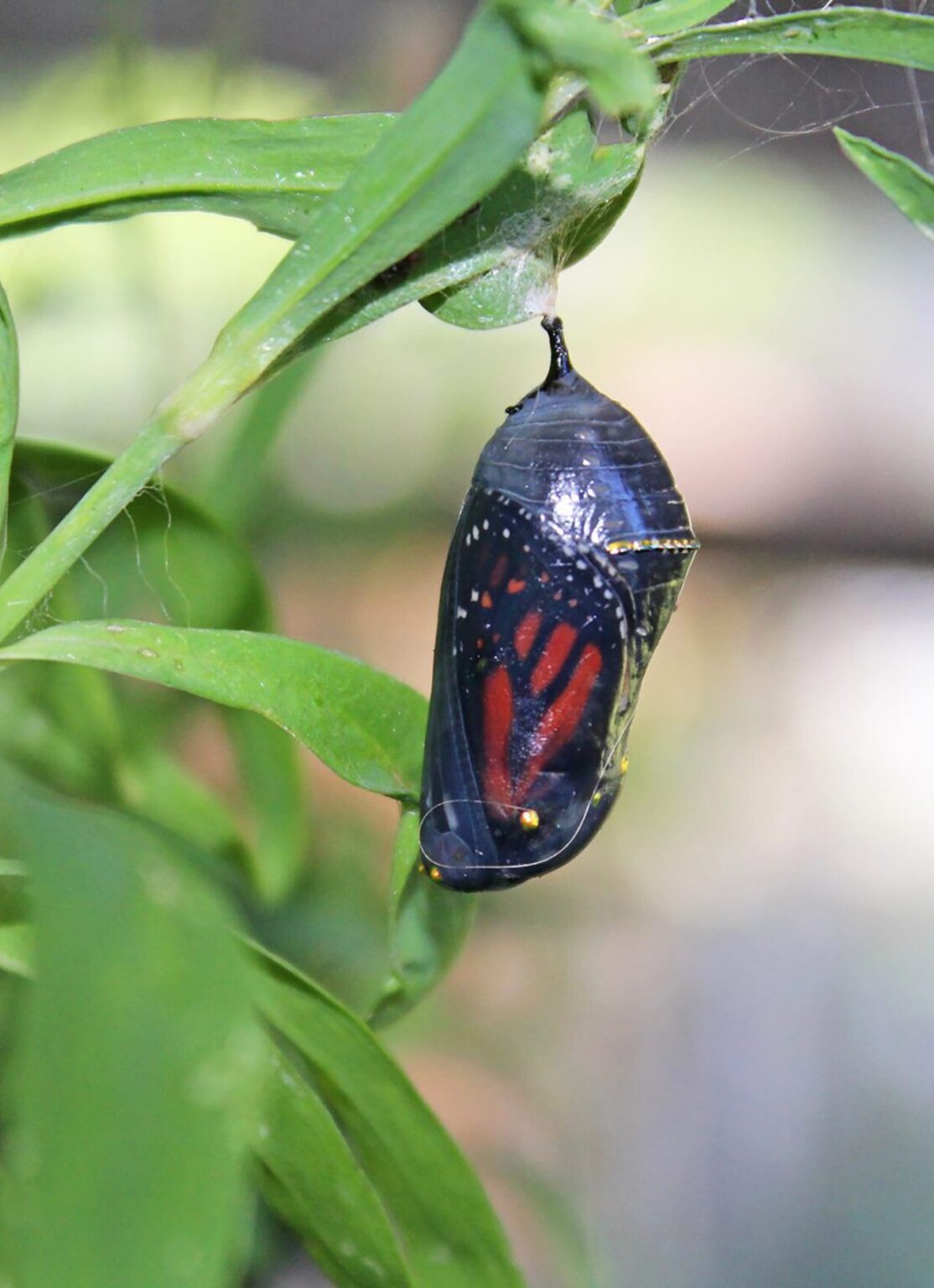 The Great Monarch Skyway | Warren County Conservation
